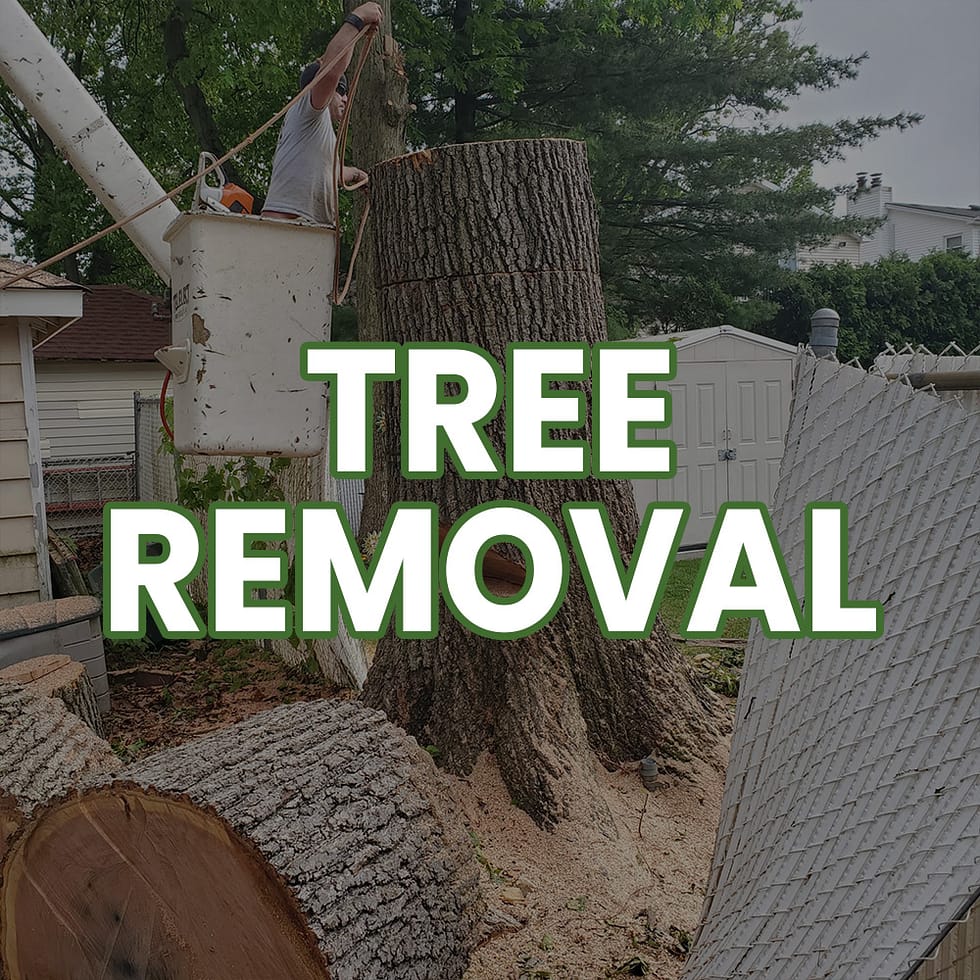 Staten Island Tree Removal, Tree Trimming & Care | G&R Tree Service