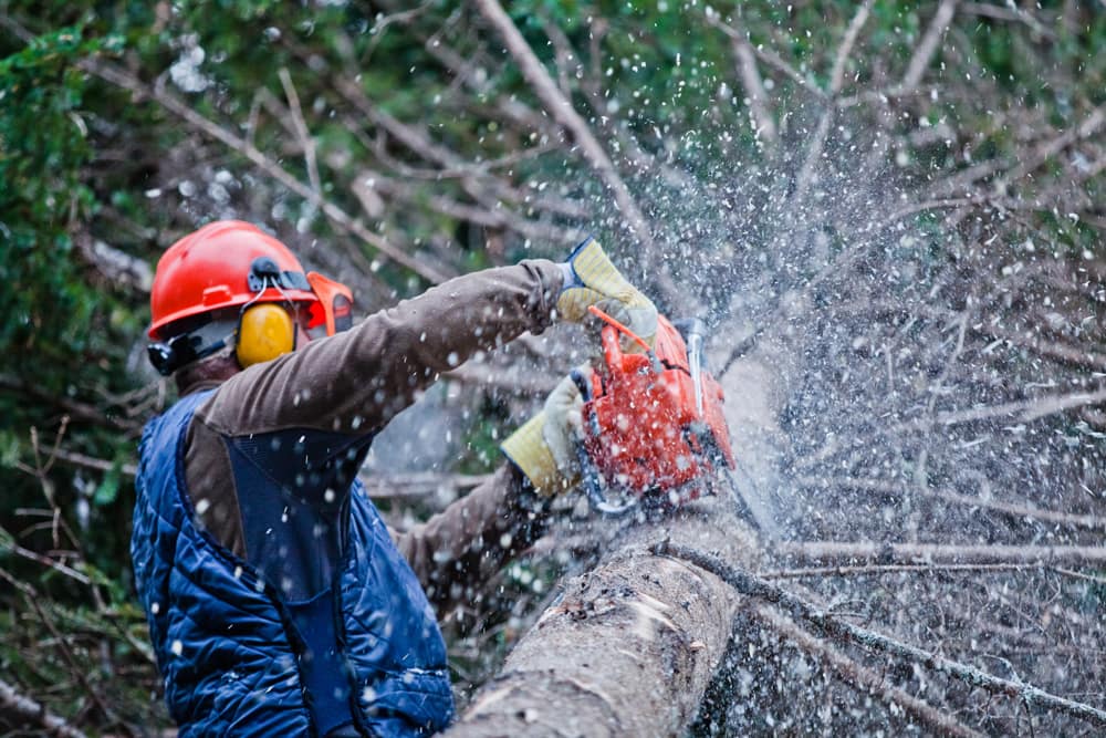 Staten Island Tree Removal, Tree Trimming & Care | G&R Tree Service