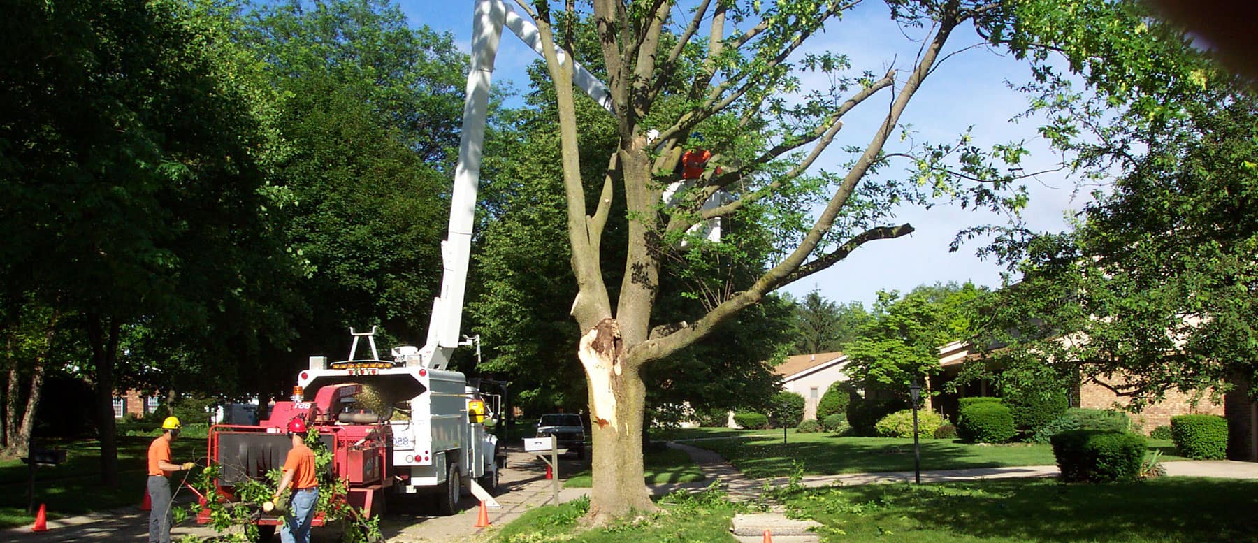 When And Why You Should Be Pruning Your Trees and Shrubs - G&R Tree Service