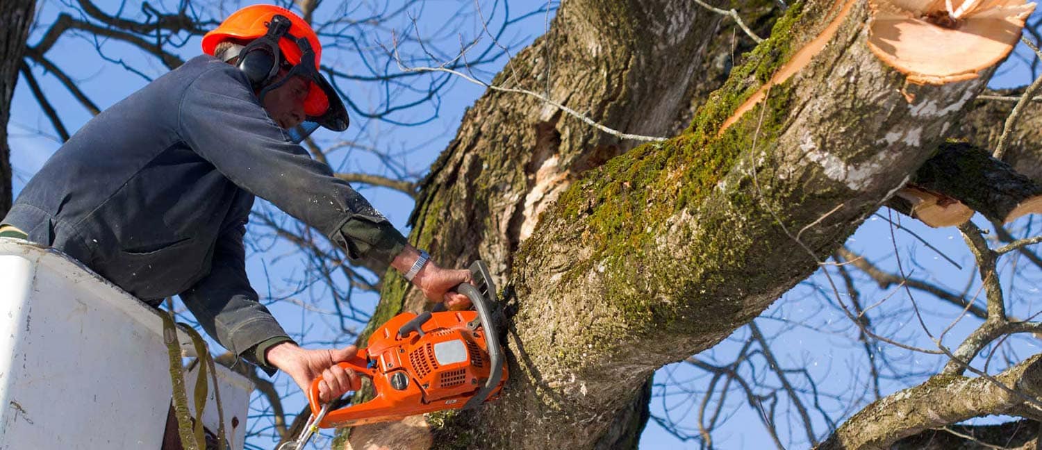 Professional Tree Care and Maintenance Services by GR Tree Service in ...